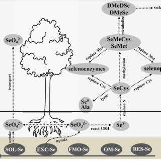 (PDF) Bioavailability of selenium in soil-plant system and a regulatory approach