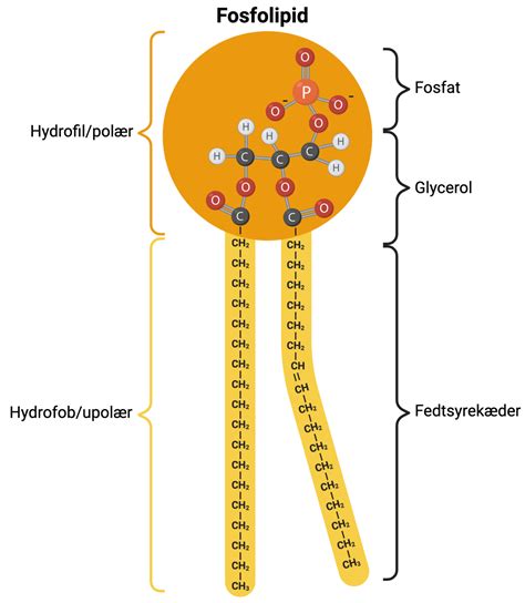 Fosfolipid Biotech Academy