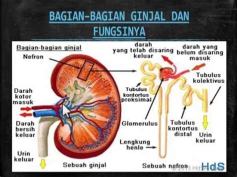 Proses Sistem Ekskresi - Homecare24