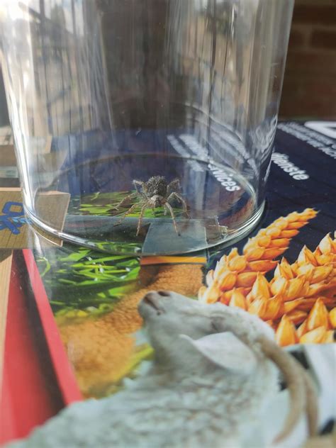 Had To Fight Off Some Humans In The House To Not Kill The Poor Old Lady