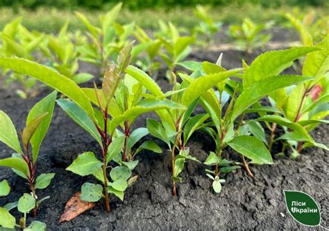 На Одещині створено розсадники посадкового матеріалу для відновлення деокупованих лісових