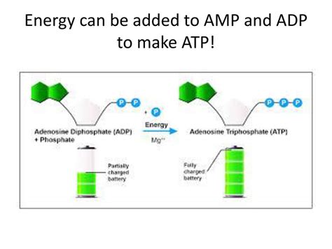Atp Adenosine Triphosphate Ppt Download