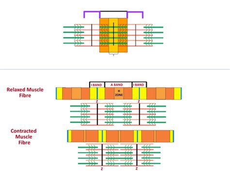 Aqa A Level Biology Nervous Coordination 2015 Specification Teaching Resources