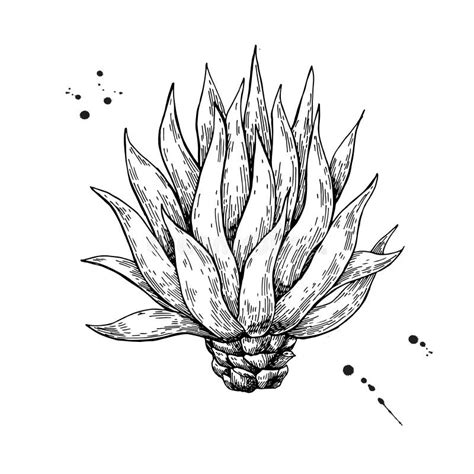 Agave Stock Illustrations 12 594 Agave Stock Illustrations Vectors And Clipart Dreamstime