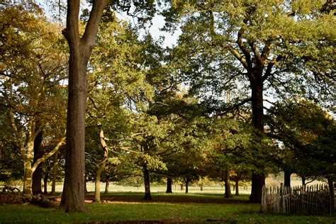 가지 경치 경치가 좋은 계절 광합성 그늘 나무 나무 껍질 나무 줄기 나무 캐노피 나뭇잎 녹색 녹지 밝은 봄 생체 생태 성장 수직 쐈어 숲