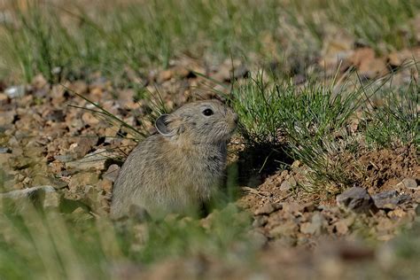 Монгольская пищуха, Ochotona pallasi pricei, Mongolian pik… | Flickr