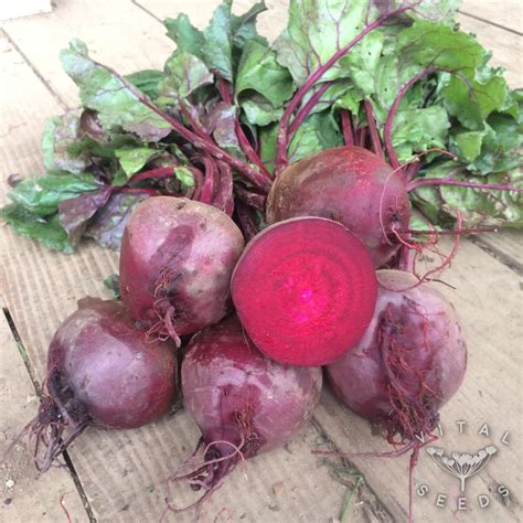 Beetroot Detroit Organic Vital Seeds