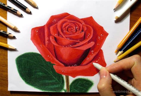Color Pencil Drawings Of Roses