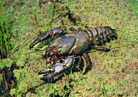 Gallery Yabbies In The Wild Australian Geographic