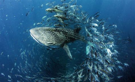 100 Whale Shark Wallpapers