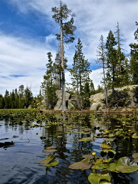 Coverage Conifer Communications