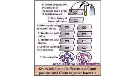 Microscopic Examination Of Bacteriapptx