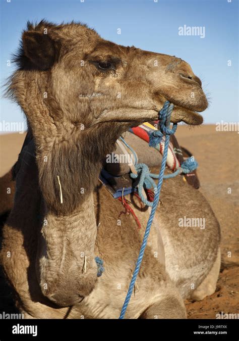 Frais De Caravane Banque De Photographies Et Dimages à Haute Résolution Alamy