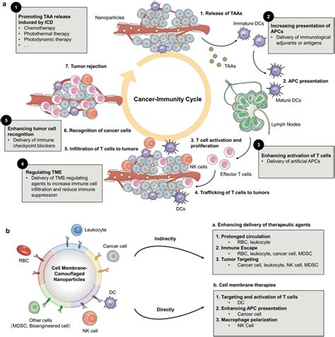 A Schematic Illustration Of The Strategies To Induce Antitumor