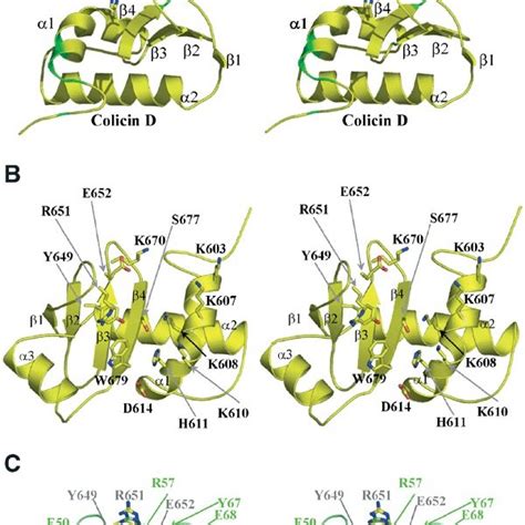 Stereo Views A Ribbon Representation Of The Complex Between Colicin Download Scientific