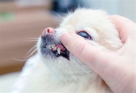 Gingivitis In Dogs Great Pet Care