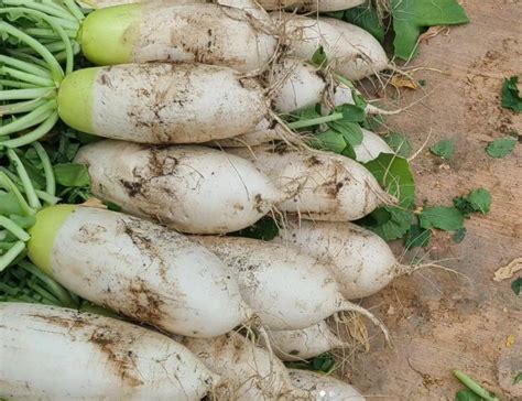 2023년 가을 김장 무 심는 시기 성장 과정 재배 방법 네이버 블로그