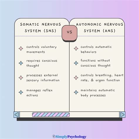 Somatic Nervous System Definition Function And Examples