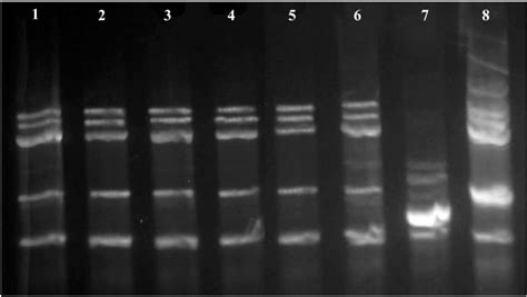 Rapd Pcr 1 The Applied Strain T 15603 1 Reference 2 6 Download Scientific Diagram