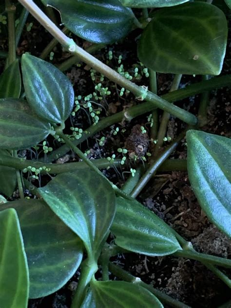 Whats This Growing On My Beetle R Indoorgarden