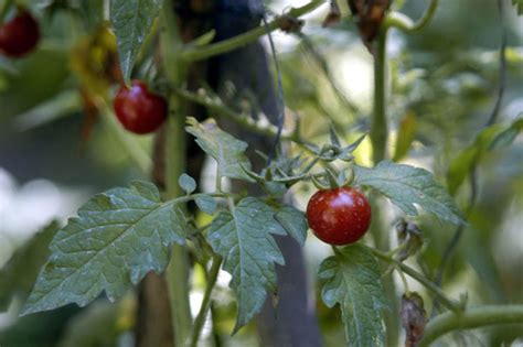 Using A Greenhouse For Growing Tomatoes
