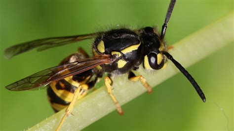 What Insects Kill Yellow Jackets At James Givan Blog