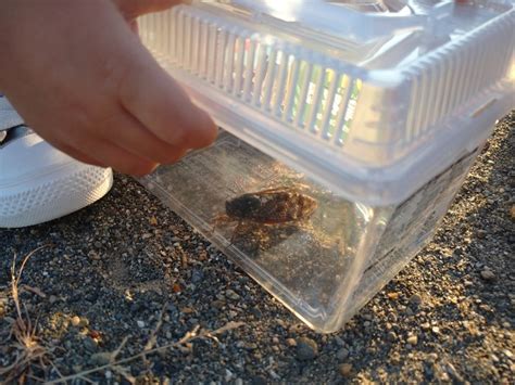 Fxlrst Custom Harley Davidson® 成田