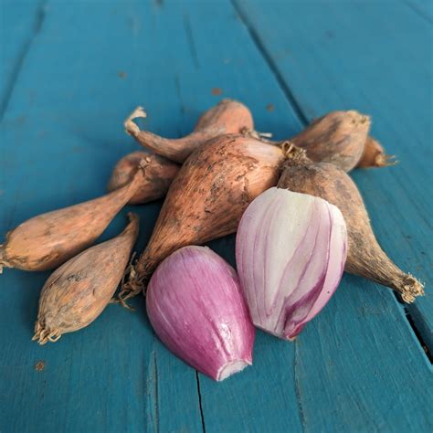 French Gray Shallots Sow True Seed