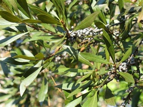 Wax Myrtle Morella Cerifera Gnps