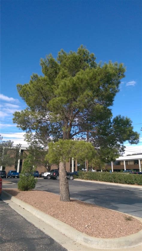 Evergreen Trees In Afghanistan At Madalyn Hartley Blog