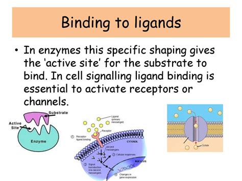 Ah Biology Unit 1 Protein Structure 2 Ppt Download