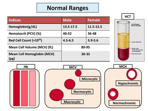 What Does Low Hct Count Mean Low Hct Count Understanding Hematocrit And Hemoglobin Levels