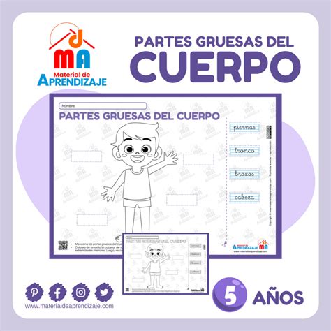 Partes Del Cuerpo Fichas De Trabajo Para Niños De 5 Años