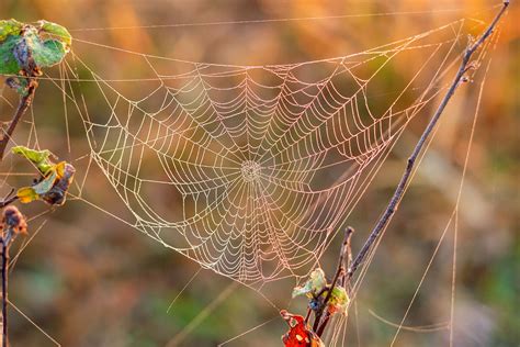 6 Shimmering Facts About Spiderwebs Interesting Facts