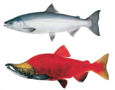 Sockeye Salmon Identification Guide