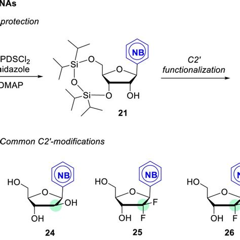 Common Structural Variations In Nucleoside Analogs Nas Download