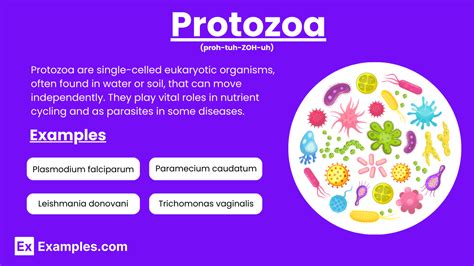 20 Protozoa Examples