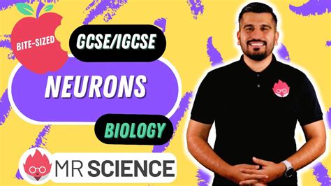 Neurons Bite Sized Gcse Igcse Mr Science In 8k Youtube
