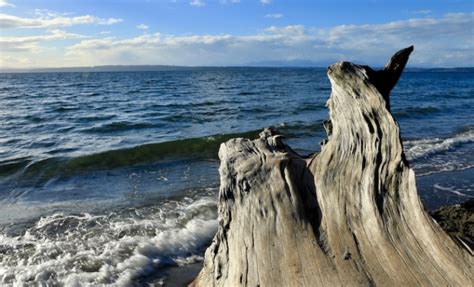 Introjection In Gestalt Evolution Counseling