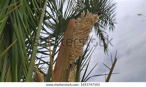 729 Palm Tree Pollination 库存照片、图片和摄影作品 Shutterstock
