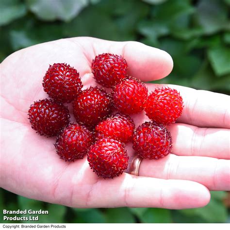 Rubus Hararasp Raspberry Tree Suttons