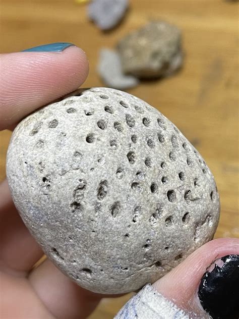 Devonian Worm Burrows Or Organ Pipe Coral Fossil Id The Fossil Forum