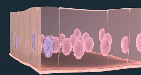 In Humans Simple Columnar Epithelium Lines Most Organs Of The
