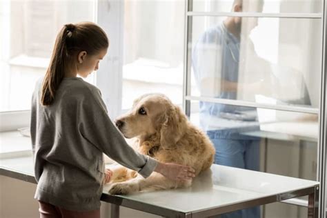 Thyroid Hormone Testing In Dogs Lexington Vets