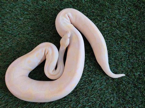Albino Het Ultramel Ball Python By Hydra King Exotics Morphmarket Albino Het Ultramel Ball Python By Hydra King Exotics Morphmarket