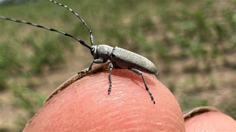 Dectes Stem Borer Adults Are Emerging What Growers Should Know Cropwatch Nebraska