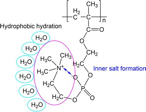 Hydrophobic Hydration Of Polymerized Mpc Under Inner Salt Formation Download Scientific Diagram