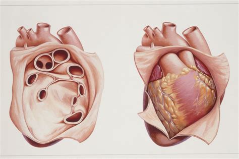 Pericardium—anatomy And Function