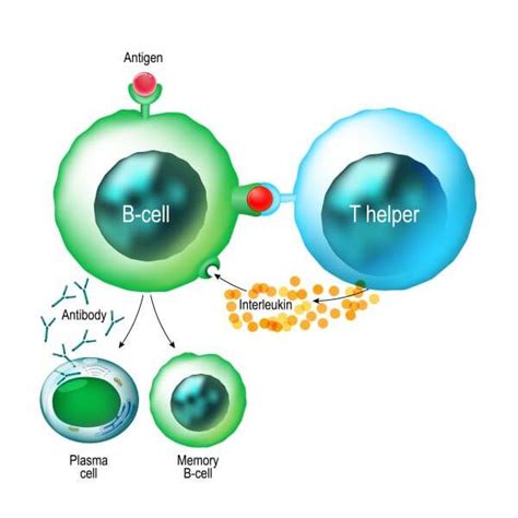 Helper T Cell Diagram