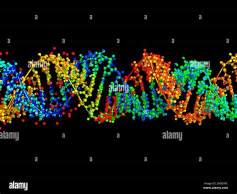 Double Stranded Rna Molecule Computer Model Of The Structure Of Double Stranded Rna